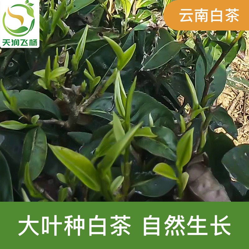 2020新茶 春茶白茶 产地云南 新店低价促销 - 惠券直播 - 一起惠返利网 178hui.com