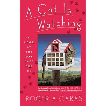Cat is Watching: A Look at the Way Cats See Us