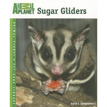 【】Sugar Gliders