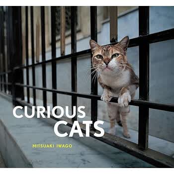【】Curious Cats