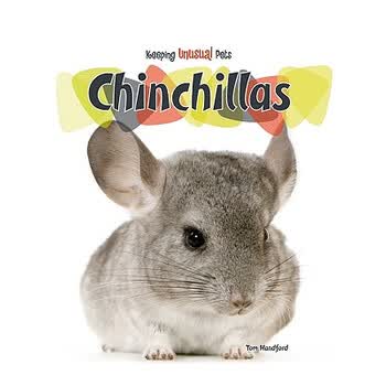 【】Chinchillas
