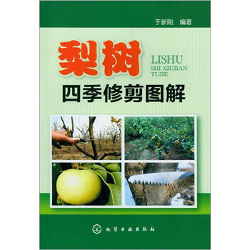 梨树四季修剪图解（插图丰富）