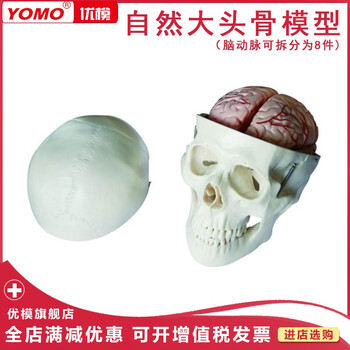 优模 人类头颅骨模型 成人头盖骨1:1仿真头骨模型 医用头骨带脑动脉模型 头骨带颈椎模型 BOU-XC104E 头骨带8部分脑动脉模型