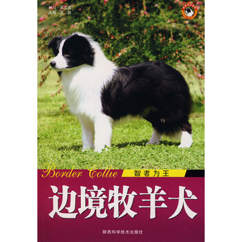 智者为王:边境牧羊犬