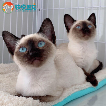 【30天质保】纯种宠物暹罗猫幼猫活体暹罗猫幼崽泰国暹罗猫活体猫暹罗猫幼崽幼体 高品质 公【图片 价格 品牌 报价】-京东