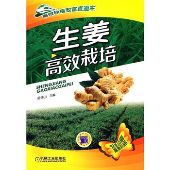 生姜高效栽培
