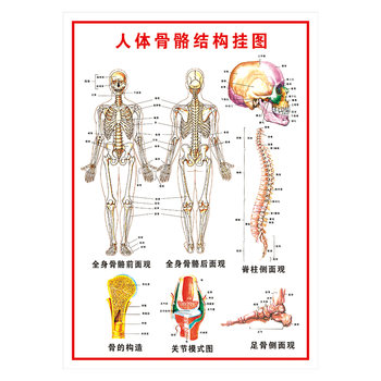 医院科室挂画宣传画海报人体骨骼结构挂图示意图贴画WSA25 覆膜防水PP贴纸 100*70厘米