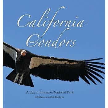 California Condors: A Day at Pinnacles National