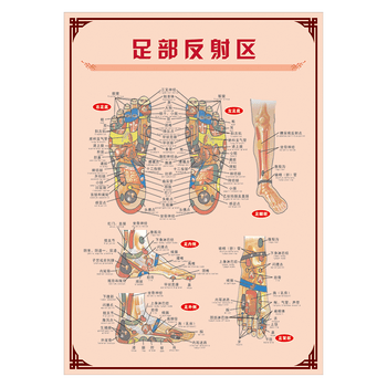 中医养生文化宣传画海报展板足部反射区挂图足疗穴位墙贴画覆膜防水贴纸WSA57 WSA57-03 足部反射区 100*70厘米 覆膜防水PP贴纸
