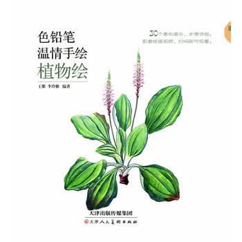 色铅笔温情手绘 植物绘