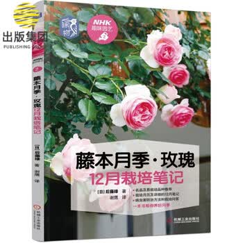 藤本月季玫瑰12月栽培笔记