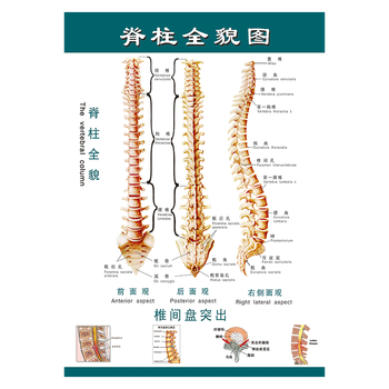 中医宣传画挂图中药配伍禁忌歌十八反十九畏歌脊柱图墙贴画WSA WSA39 脊柱全貌图 70*50厘米 覆膜防水PP贴纸