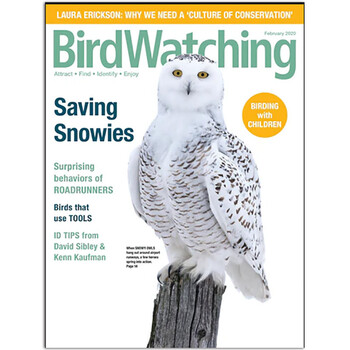 【单期可选】Bird Watching 鸟类观察杂志 2020年2月 2020年2月刊