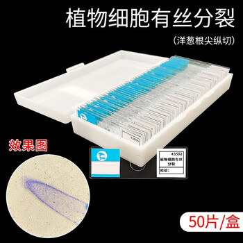 生物切片永久装片人血涂片人体四大组织字母e上字初高中神经装片 植物细胞有丝分裂50片