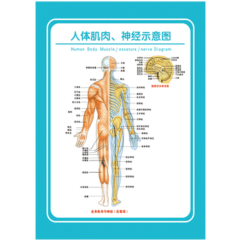 医院科室挂图解剖图人体神经系统概观示意图宣传画贴画WSA52 WSA52-01 人体肌肉神经示意图 100*70厘米 PP覆膜防水贴纸