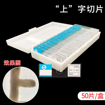 生物切片永久装片人血涂片人体四大组织字母e上字初高中神经装片 “上”字切片50片