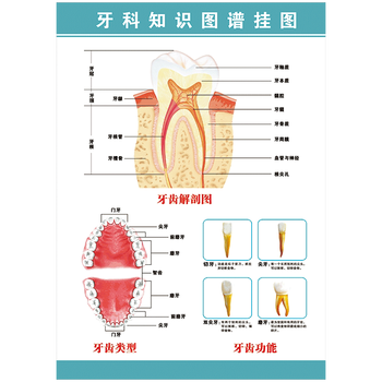 牙科宣传画口腔科海报牙齿结构功能知识解剖图谱挂图墙贴画WSA54 WSA54-01 牙齿解剖图 70x100cm  PP覆膜贴纸