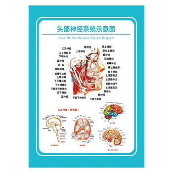 医院挂图解剖图肛管直肠人体结构神经系统概观示意图宣传画WSA52 WSA52-02 头部神经系统示意图 60*80cm  PP覆膜贴纸