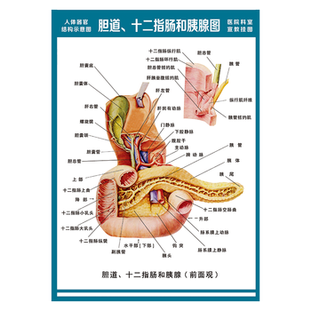 医院科室宣教挂图人体结构示意图器官解剖图全身骨骼图宣传画墙贴画覆膜防水贴纸WSA51 WSA51-01 胆道十二指肠和胰图 70*50厘米 覆膜防水PP贴纸