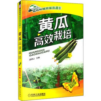 黄瓜高效栽培