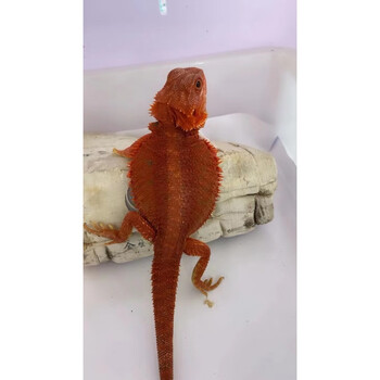 梦茜儿（MEXEMINA）鬃狮蜥蜴幼体活体宠物入门级爬宠苗子柑橘红系白zero包活温顺 魔丸烈焰级别鬃狮蜥(下单前联系【图片 价格 品牌 报价】-京东