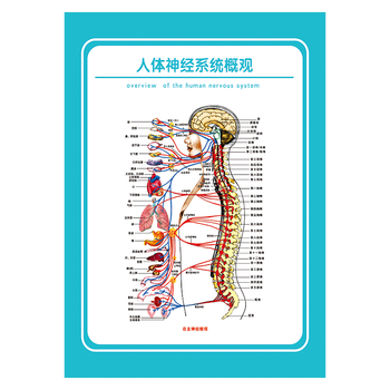 医院科室挂图解剖图人体神经系统概观示意图宣传画贴画WSA52 WSA52-05 人体神经系统概观 80*60厘米 PP覆膜防水贴纸