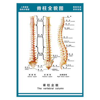 医院科室宣教挂图人体结构示意图器官解剖图全身骨骼图宣传画墙贴画覆膜防水贴纸WSA51 WSA51-05 脊柱全貌图 120*80厘米 覆膜防水PP贴纸
