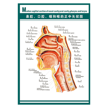 定制医院挂图海报人体器官系统结构图示意图解剖图墙贴画覆膜防水贴纸WSA12 WSA12-04 鼻腔口腔正中矢状图 80*60厘米 覆膜防水PP贴纸