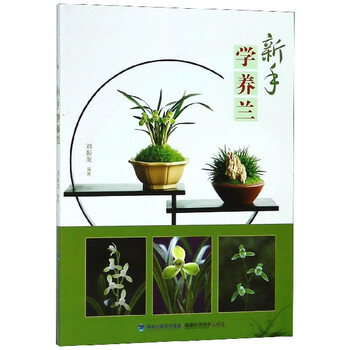 新手学养兰