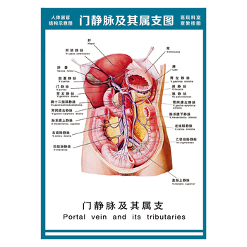 医院科室宣教挂图人体结构示意图器官解剖图全身骨骼图宣传画墙贴画覆膜防水贴纸WSA51 WSA51-06 门静脉及其属支图 100*70厘米 覆膜防水PP贴纸