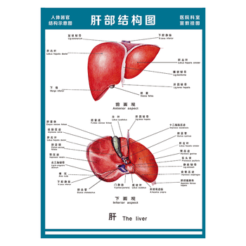 医院科室宣教挂图人体结构示意图器官解剖图全身骨骼图宣传画墙贴画覆膜防水贴纸WSA51 WSA51-02 肝部结构图 60*40厘米 覆膜防水PP贴纸