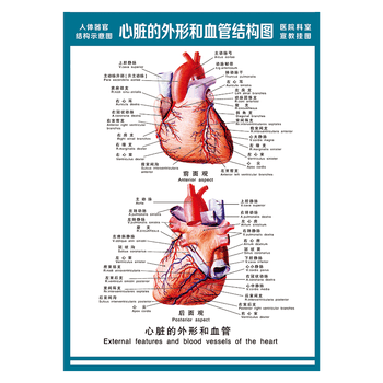 医院科室挂图人体解剖图心脏外形和血管结构图示意图宣传画WSA51 WSA51-20 心脏外形和血管 100*70厘米