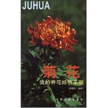 菊花：我的养花经验采撷