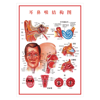 医院挂图宣传画海报耳鼻喉结构图示意图解剖图墙贴画覆膜防水贴纸WSA11 覆膜防水PP贴纸 60*40厘米