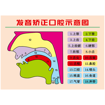发音器官图解宣传画海报挂图发音矫正口腔示意图墙贴画覆膜防水贴纸WSA83 WSA83-01 发音矫正口腔示意图 80*60厘米 PP覆膜防水贴纸