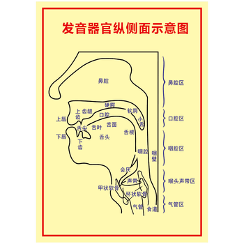发音器官图解宣传画海报挂图发音矫正口腔示意图墙贴画覆膜防水贴纸WSA83 WSA83-03 发音器官纵侧面示意图 70*50厘米 PP覆膜防水贴纸