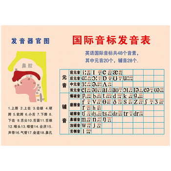 发音器官图解宣传画海报挂图发音矫正口腔示意图墙贴画覆膜防水贴纸WSA83 WSA83-02 发音器官图 70*50厘米 PP覆膜防水贴纸