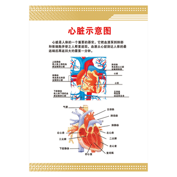 医院科室挂图人体解剖图心脏外形和血管结构图示意图宣传画WSA51 WSE43-04 心脏示意图 120*80厘米