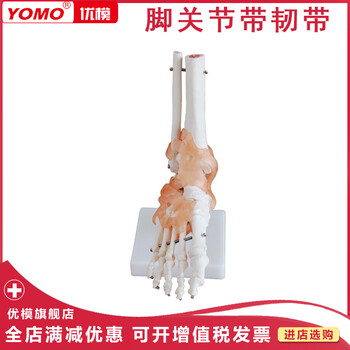 优模 人体关节模型 肩肘手髋膝踝关节功能附韧带模型 手足脚关节医用骨骼教学模型 XC-113A 脚关节模型带韧带