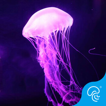 大西洋海刺水母活体活体观赏宠物活水母梦幻神奇彩色透明海水 伞径6-7cm 展开长15cm【图片 价格 品牌 报价】-京东