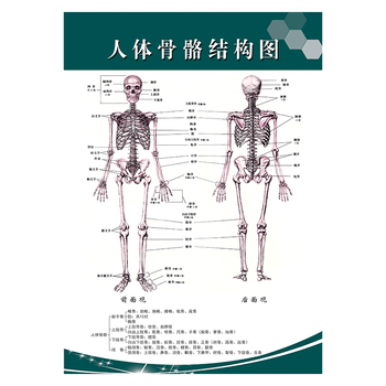 医院科室挂图宣传画海报挂画人体骨骼结构图示意图贴画WSA24 覆膜防水PP贴纸 100*70厘米