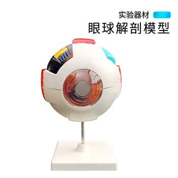人体眼球模型 6倍放大 医学教学仿真眼睛构造解剖五官科教学模型 可拆卸6部件眼睛标本科教生物晶状体