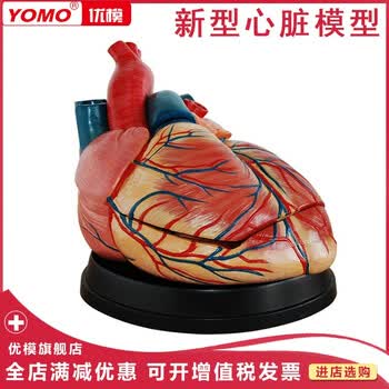 优模 心脏模型放大 医用心脏解剖模型 医学科学生理解剖科普教学模型人体内脏器官模具 4倍放大 新型大心脏解剖模型BOU-XC307C