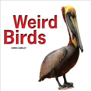 【】Weird Birds