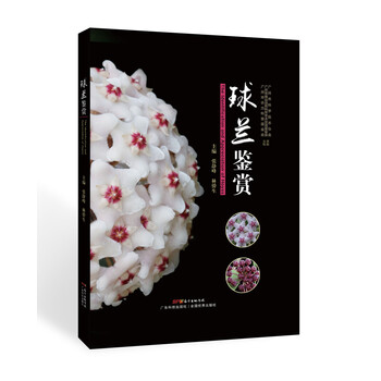 球兰鉴赏