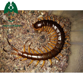 Centipede Farms in China? | Page 2 | Arachnoboards