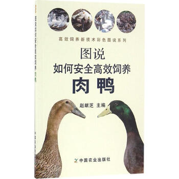 图说如何安全高效饲养肉鸭