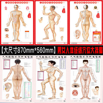 人体经络穴位标准挂图（套）（男性+女性1套6张挂图）医学挂图用图 人体经络大挂图家用中医美体针灸艾 (男性 1套3张挂图)
