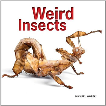 【】Weird Insects