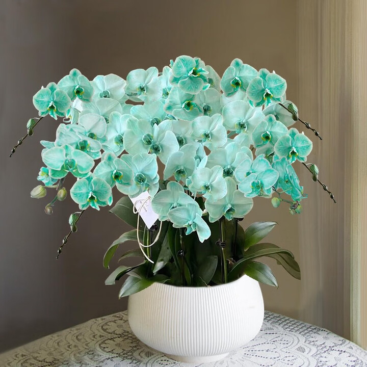 芙洛拉花园【两小时达】马卡龙绿蝴蝶兰盆栽真花带花苞小众花开业乔迁 12株马卡龙绿（瓷盆随机）【图片 价格 品牌 报价】-京东